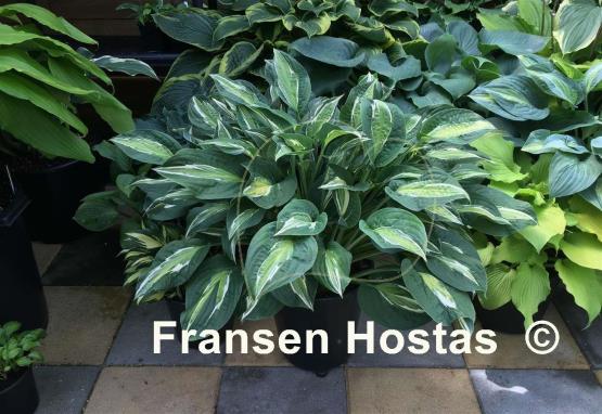 Hosta Snake Eyes - Fransen Hostas